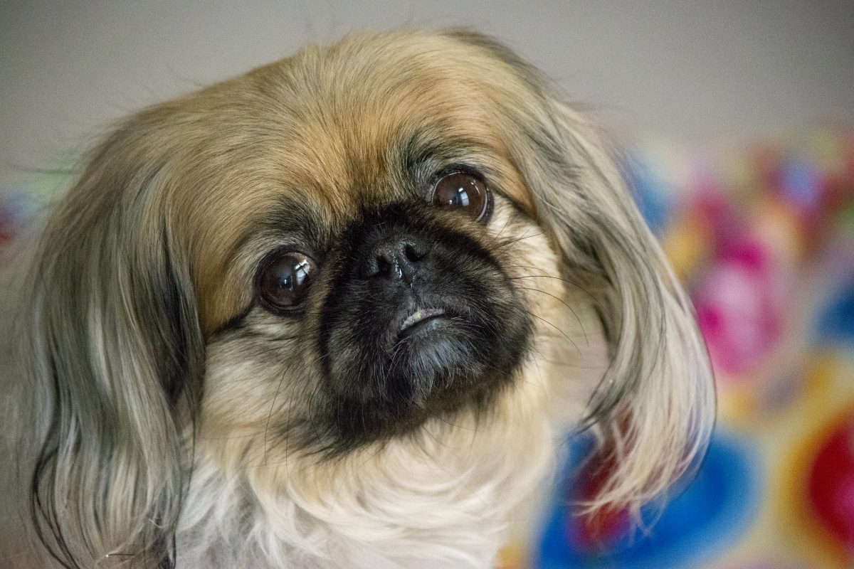 AngelPuppyHopkins